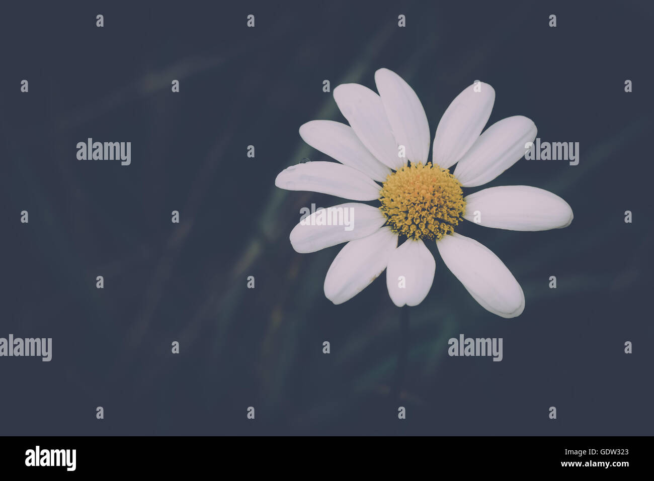 Dark field hi-res stock photography and images - Alamy