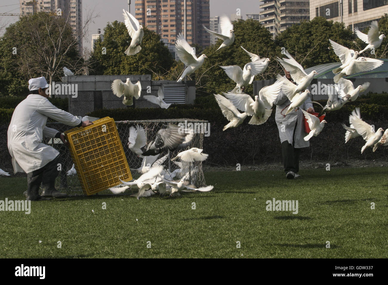 Catch the pigeon hi-res stock photography and images - Alamy