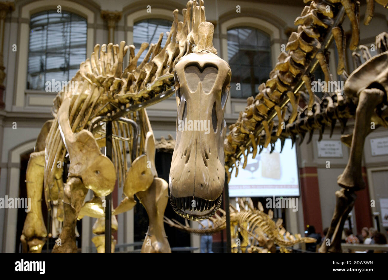 The Museum fuer Naturkunde Stock Photo - Alamy