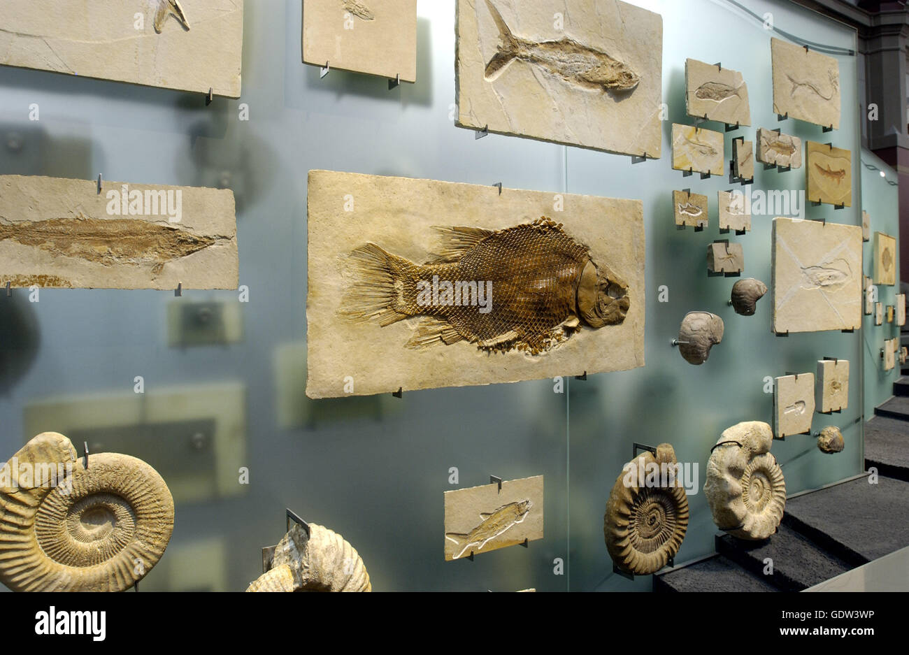 The Museum fuer Naturkunde Stock Photo - Alamy