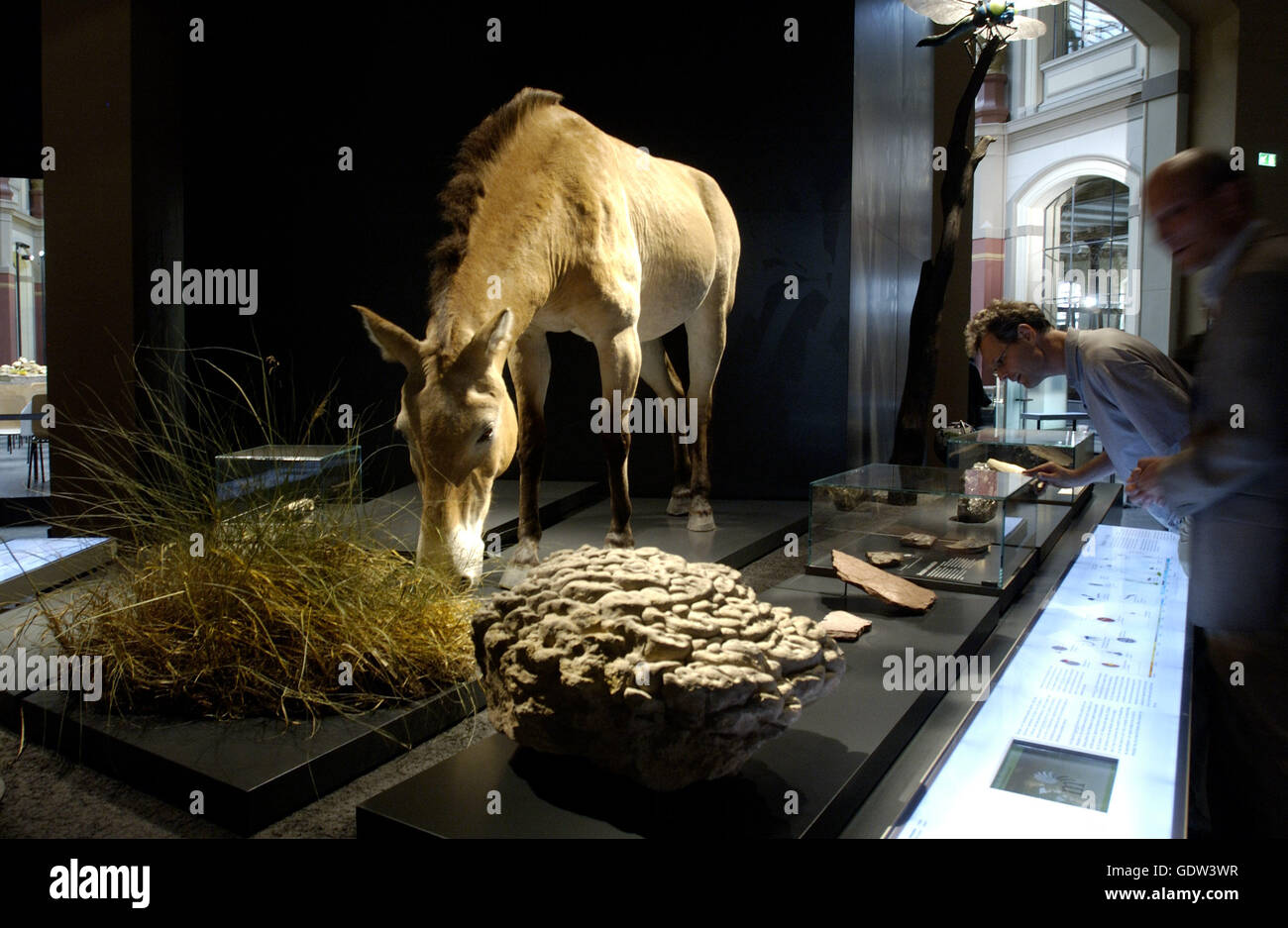 The Museum fuer Naturkunde Stock Photo - Alamy
