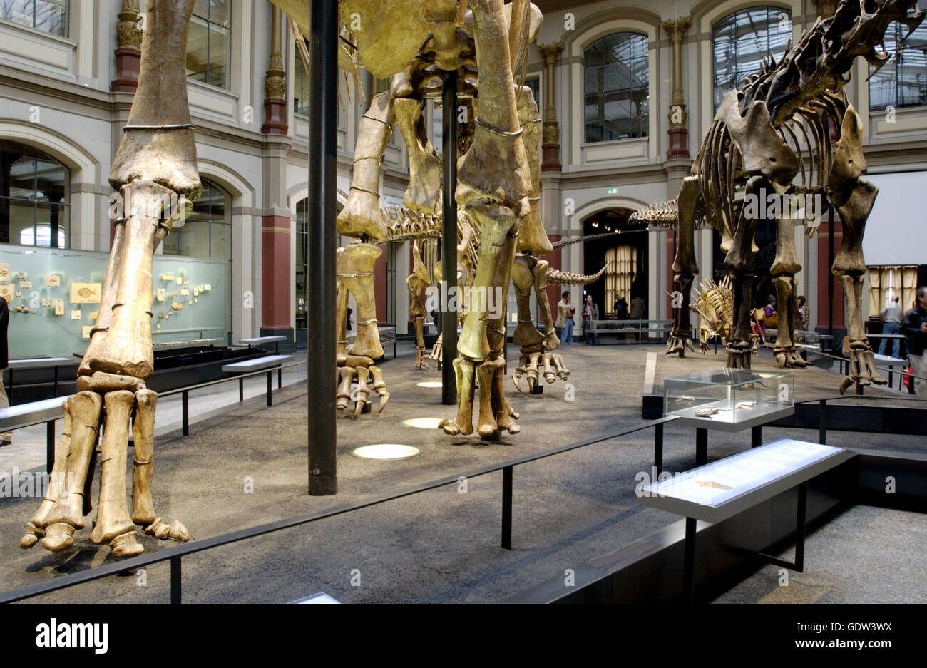 The Museum fuer Naturkunde Stock Photo - Alamy