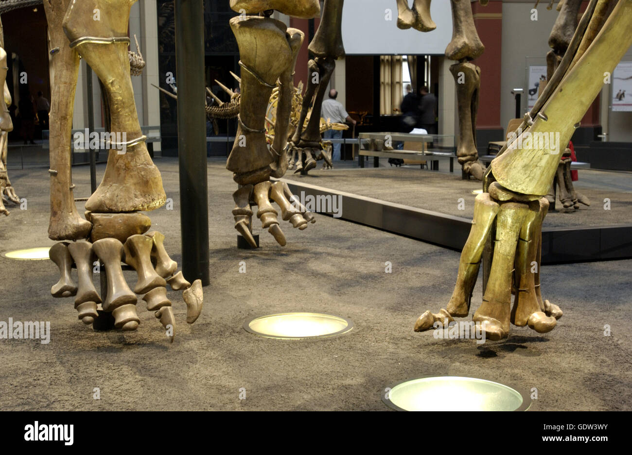The Museum fuer Naturkunde Stock Photo - Alamy