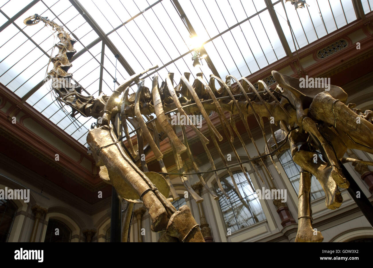 The Museum fuer Naturkunde Stock Photo - Alamy