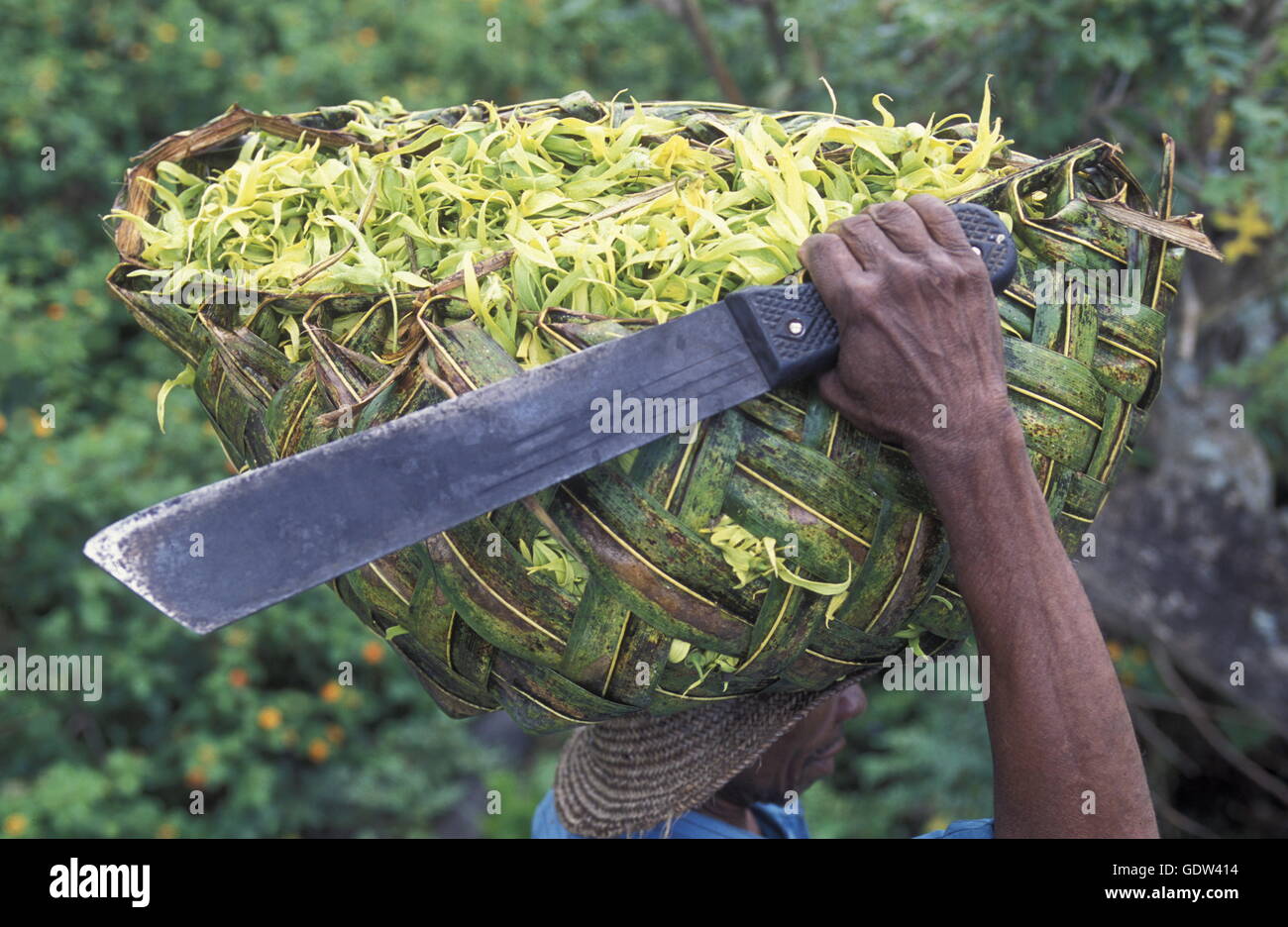 Ylang Ylang Flowers High Resolution Stock Photography and Images - Alamy