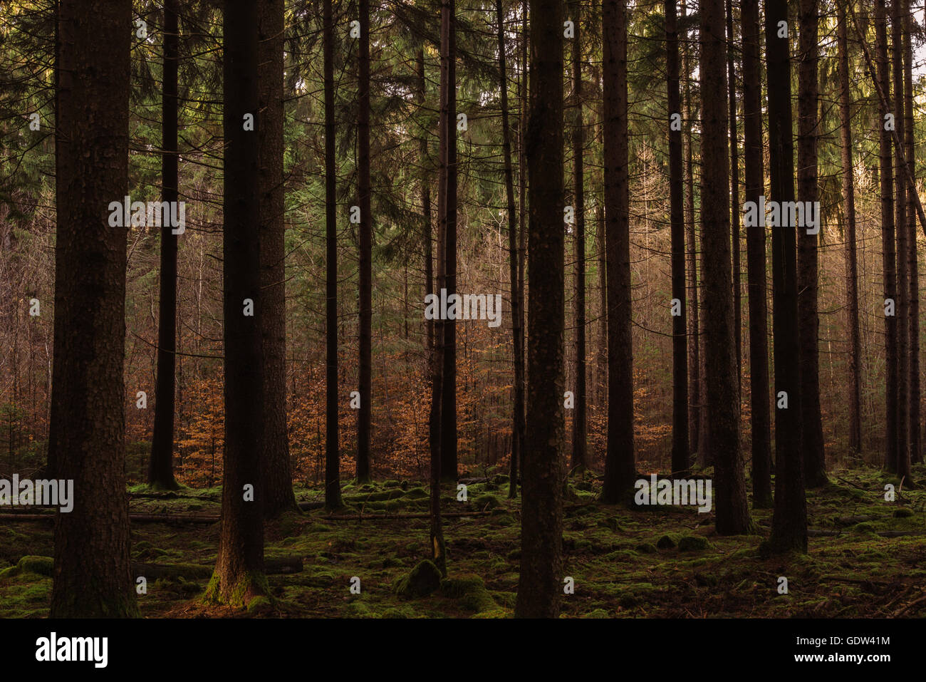 Evening light in a forest Stock Photo - Alamy
