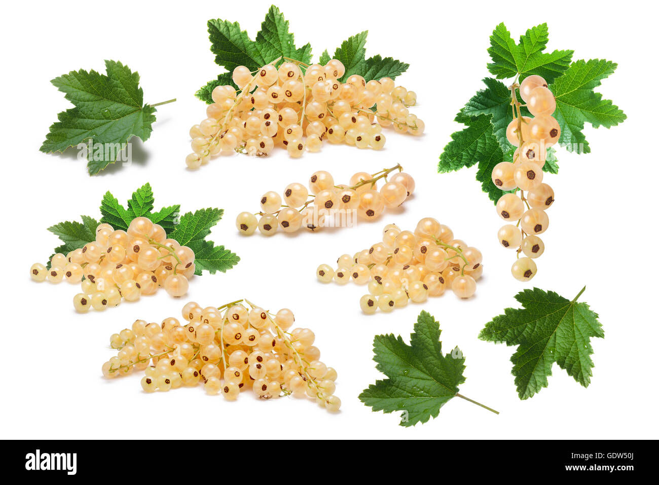 Set of white currant berries (Ribes Rubrum) with leaves. Infinite depth ...