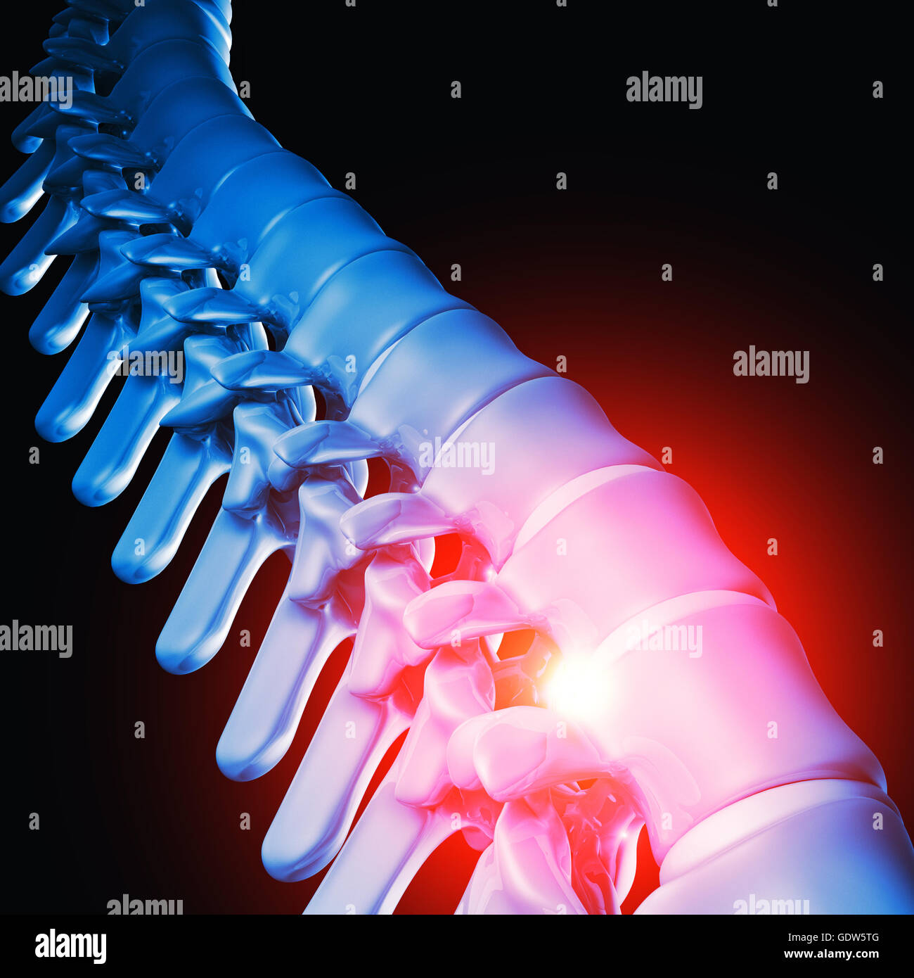 3d image of human spinal Stock Photo - Alamy