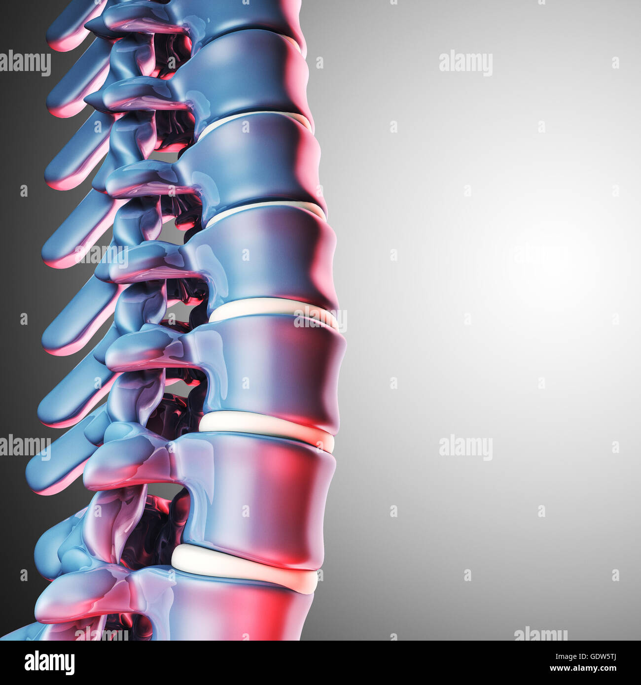3d image of human spinal Stock Photo - Alamy