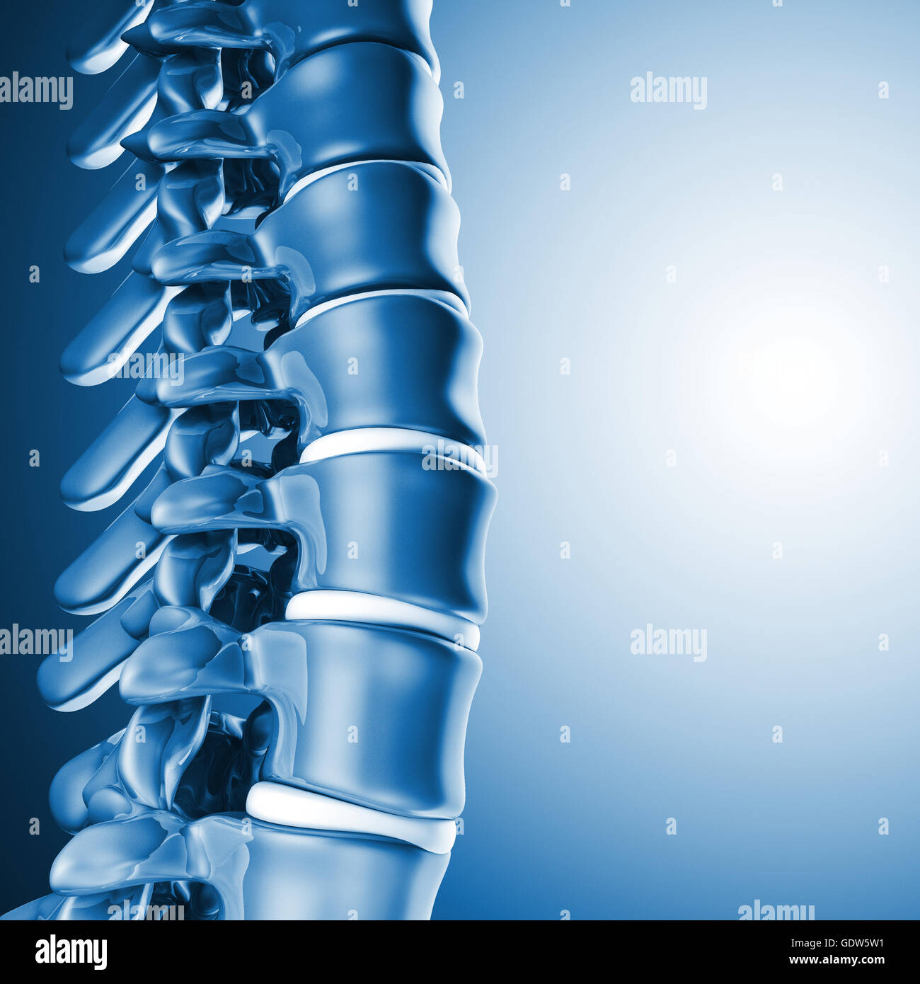 3d image of human spinal Stock Photo - Alamy