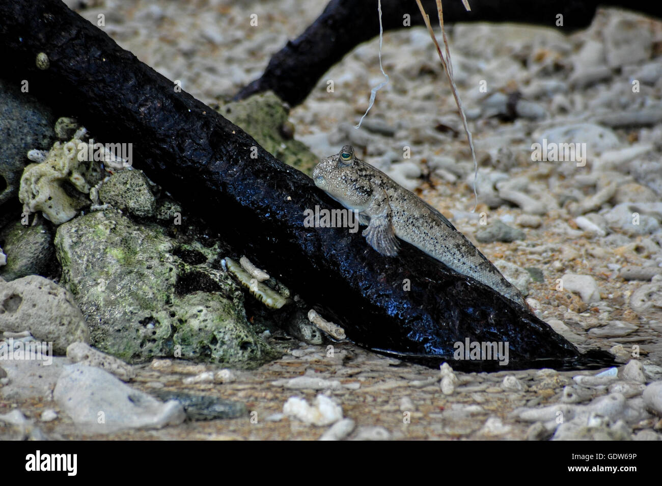 Walking mudskipper fishes living amongs the trees in the West Bali ...