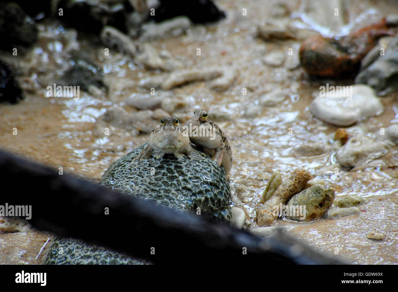 Mudskipper in the mangrove hi-res stock photography and images - Alamy