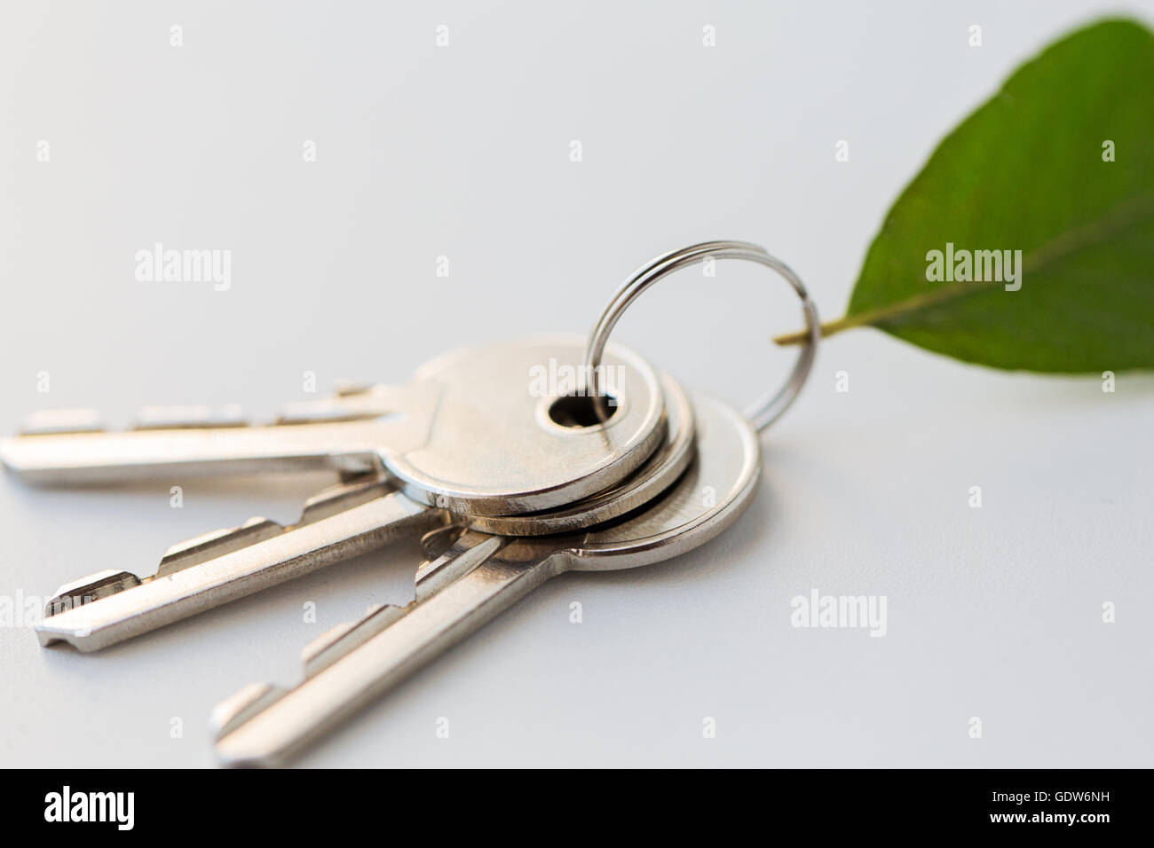 close up of house keys and green leaf Stock Photo - Alamy