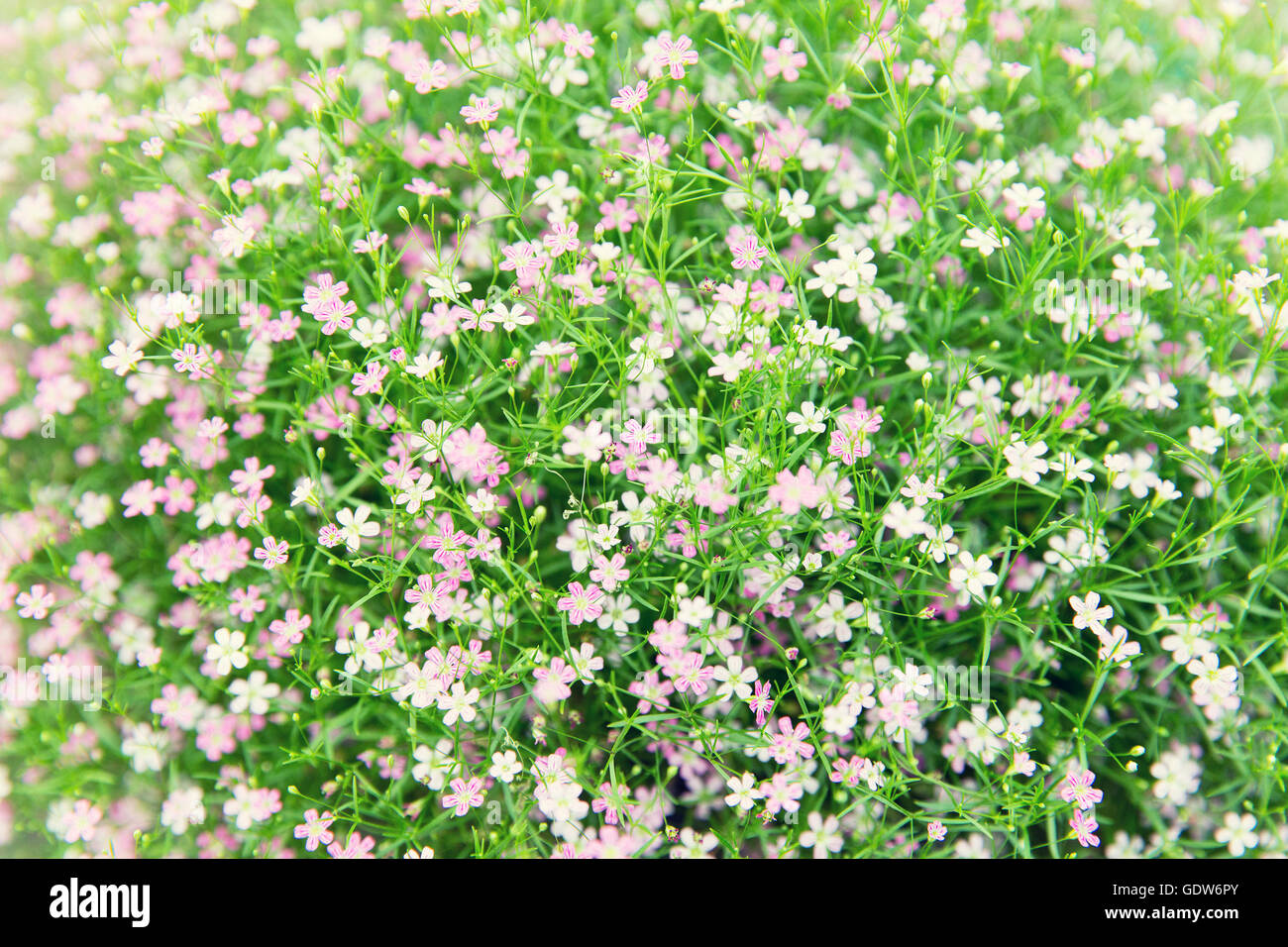 Beautiful wildflowers field texture hi-res stock photography and images ...