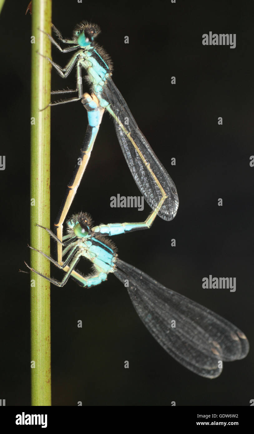 Azure damselfly mating hi-res stock photography and images - Alamy