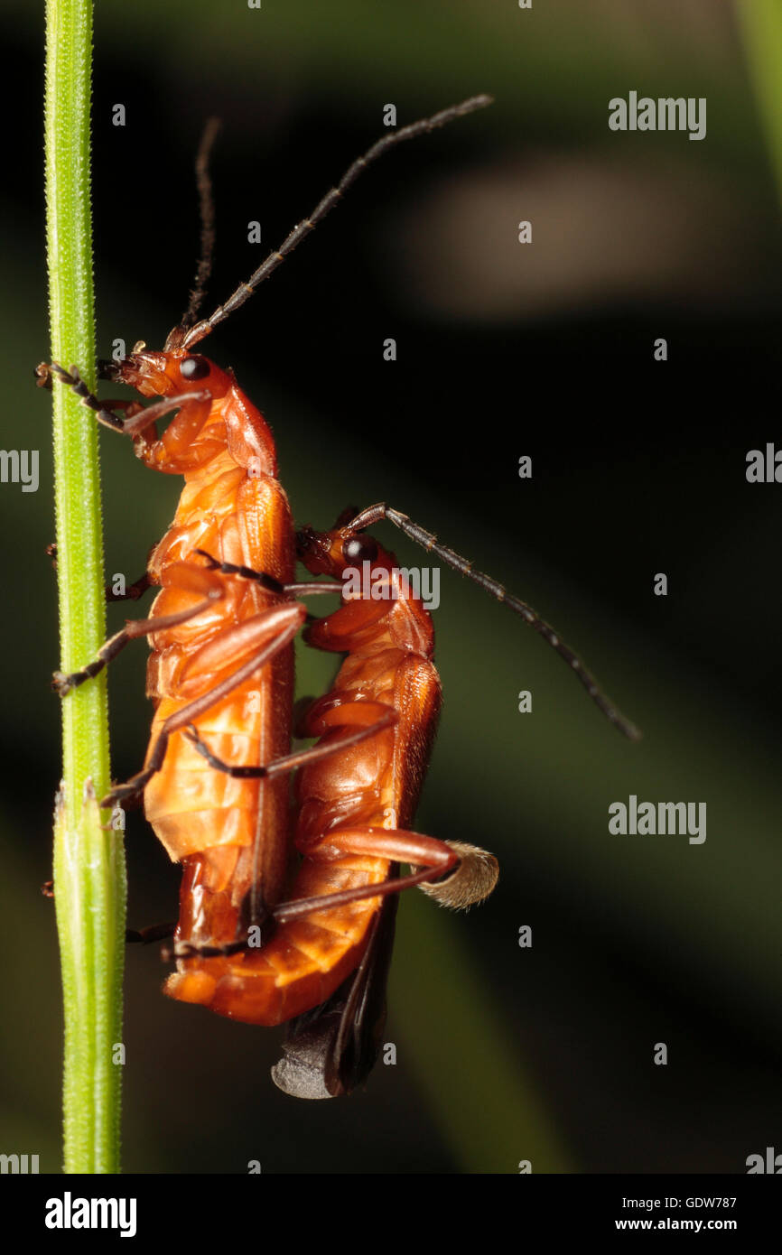 Soldier Beetles mating Stock Photo - Alamy