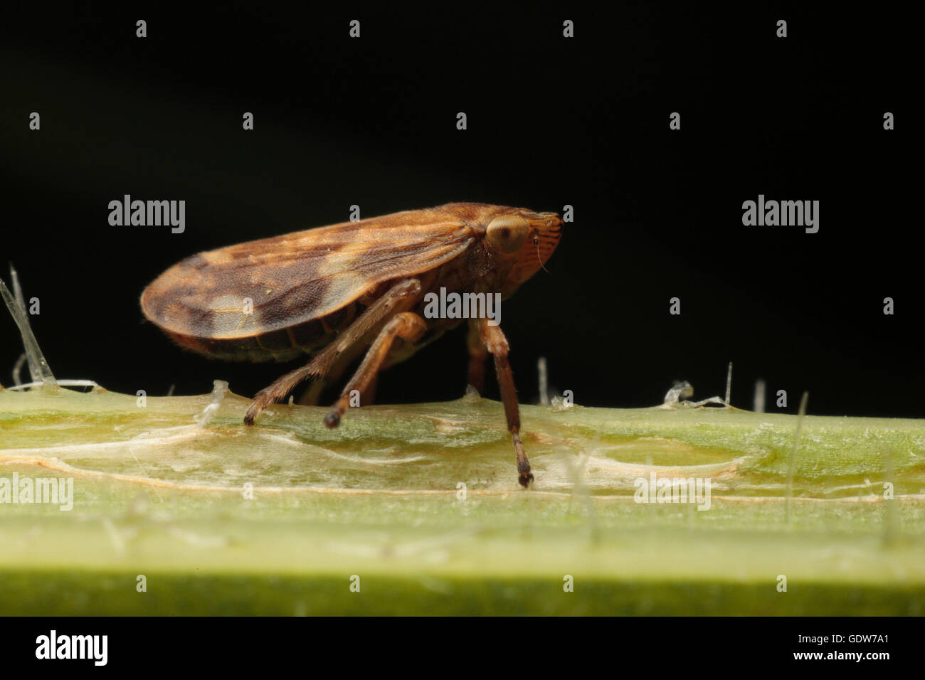 Brown leafhopper hi-res stock photography and images - Alamy