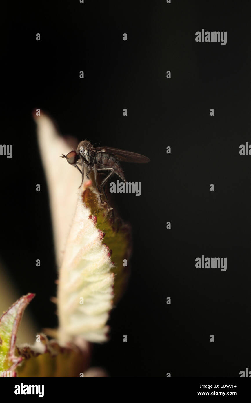 Predatory insects hi-res stock photography and images - Alamy