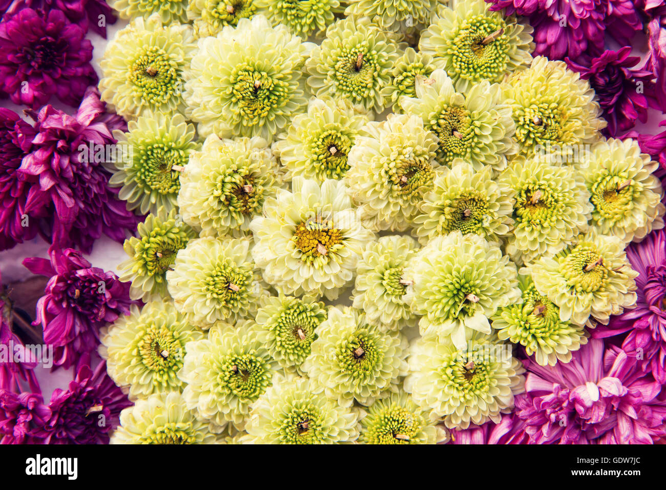 beautiful chrysanthemums flowers Stock Photo - Alamy