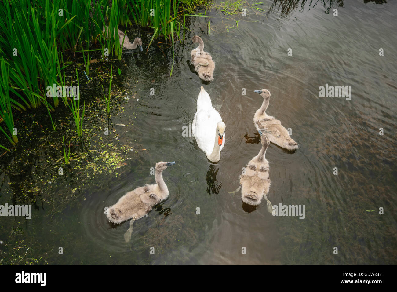 Swan family view hi-res stock photography and images - Alamy
