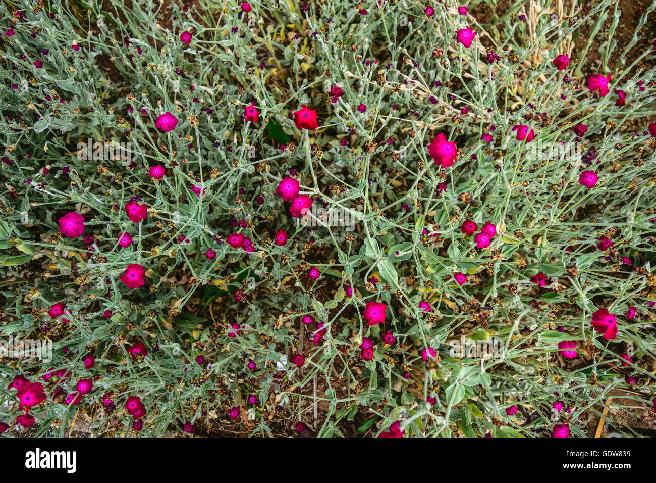 Pink flowers view from above Stock Photo - Alamy