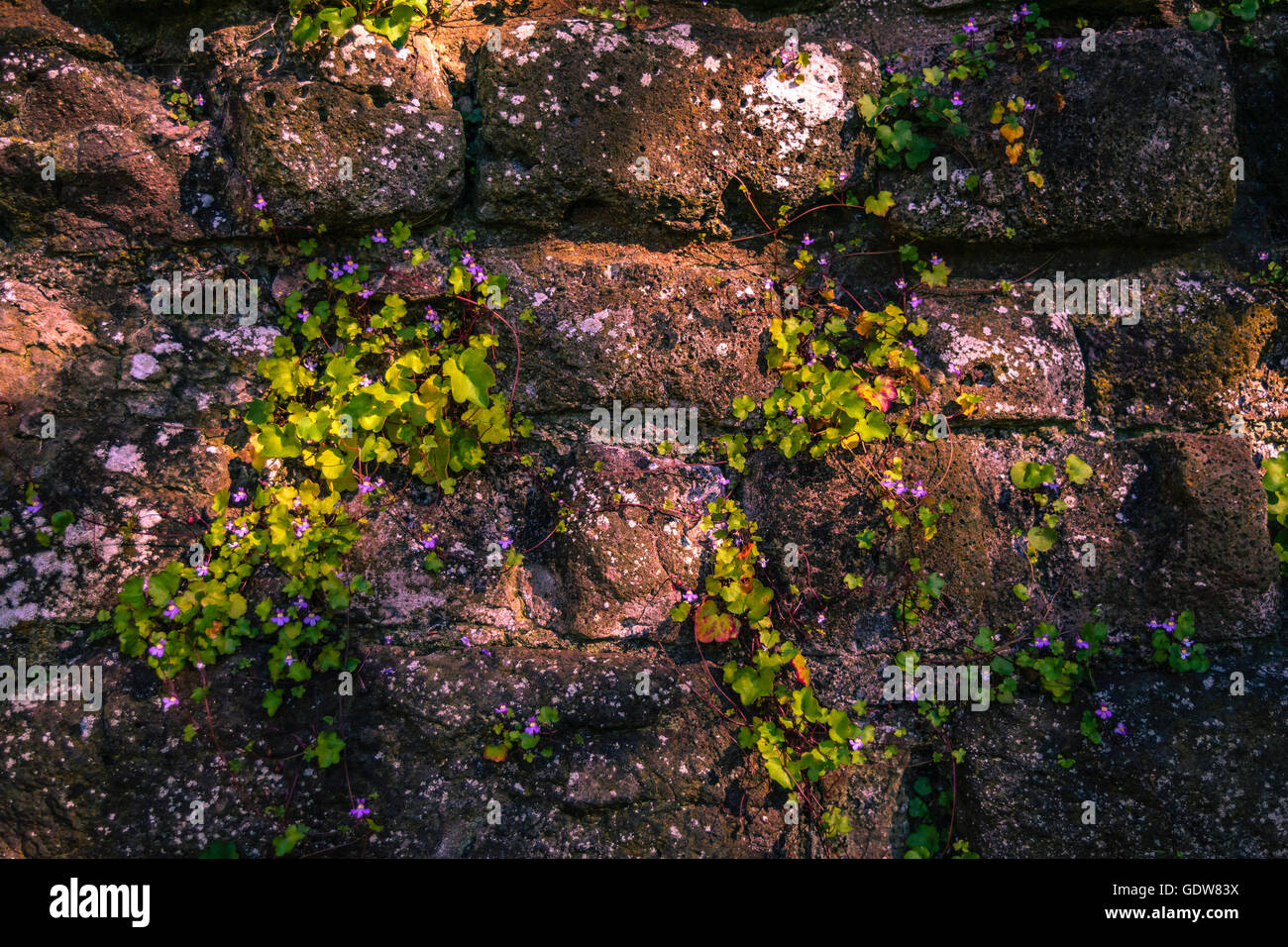 Weeds grow on wall Stock Photo - Alamy