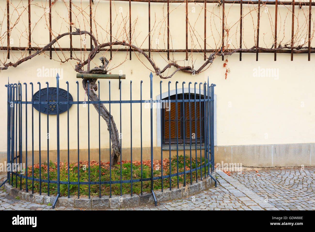 Stara trta grapevine hi-res stock photography and images - Alamy