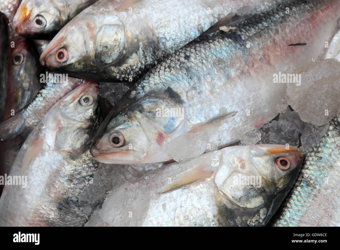 Hilsa fish hi-res stock photography and images - Alamy