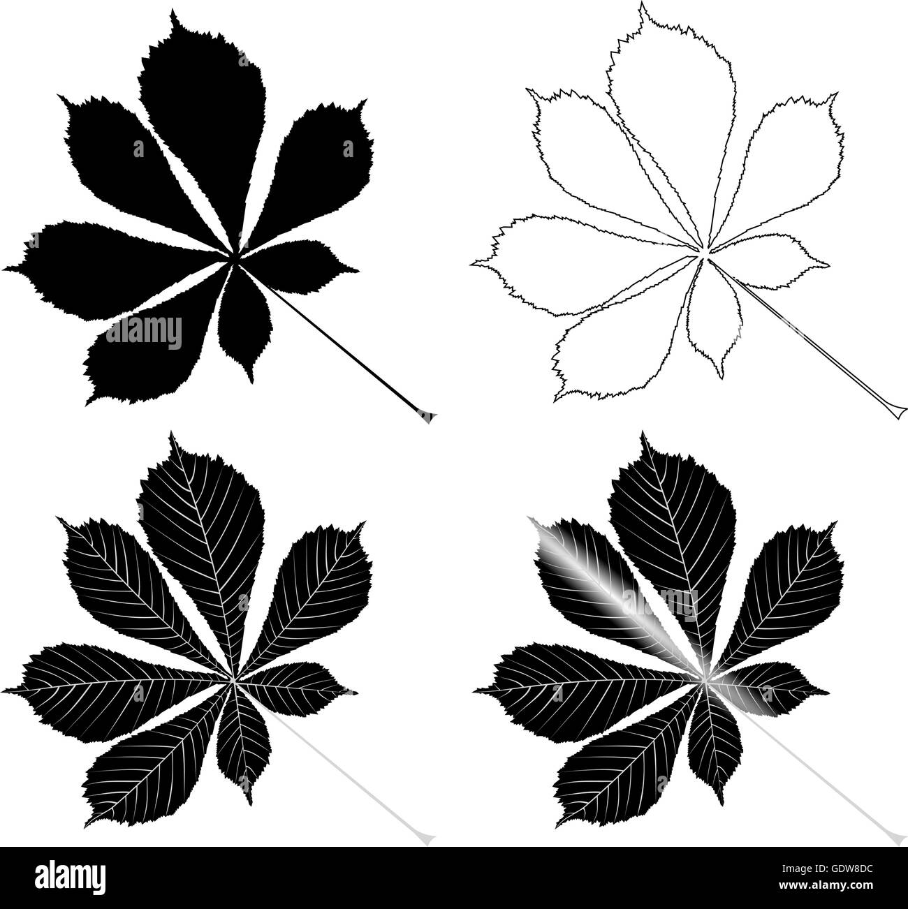 Buckeye leaf Black and White Stock Photos & Images - Alamy