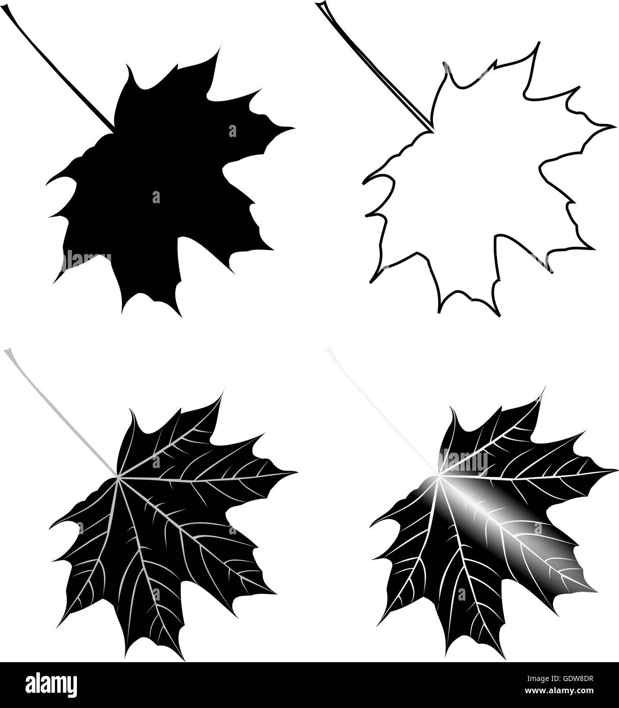 maple, Acer , vector, isolated maple leaf Stock Vector Image & Art - Alamy
