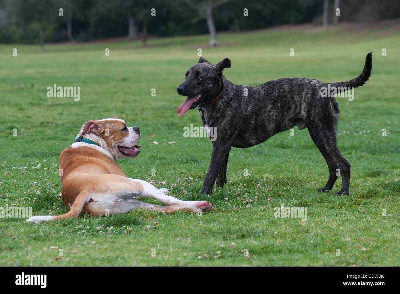 Motionshooter hi-res stock photography and images - Alamy