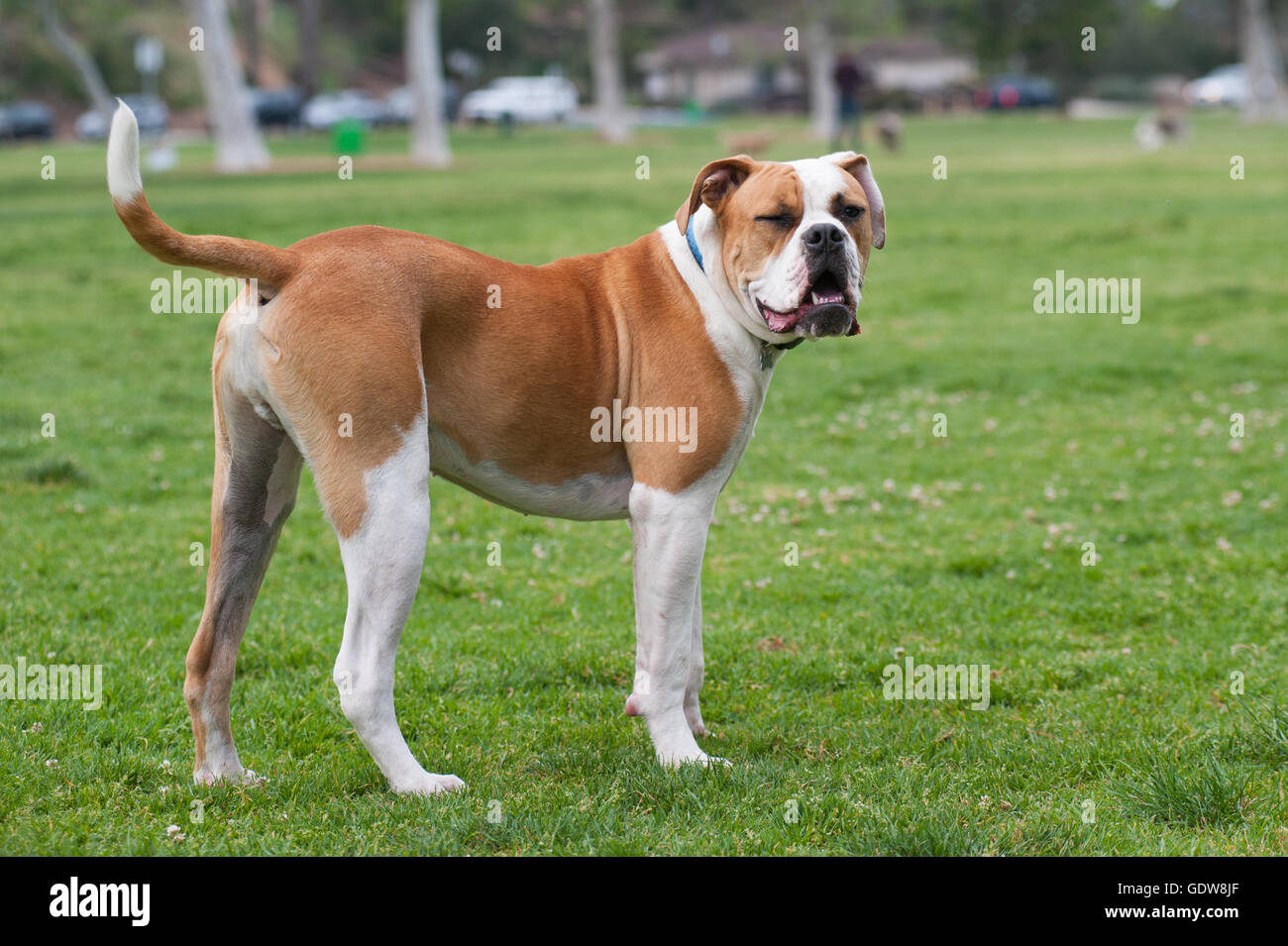 Dog winking hi-res stock photography and images - Alamy