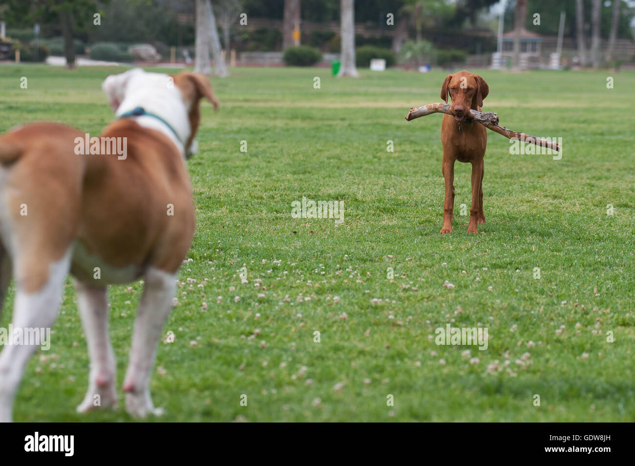 Playful dogs having a standoff at the park Stock Photo - Alamy