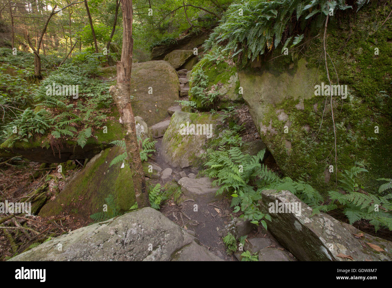 A scenic view of a hiking trail in the Ice Glen region of the Berkshire ...