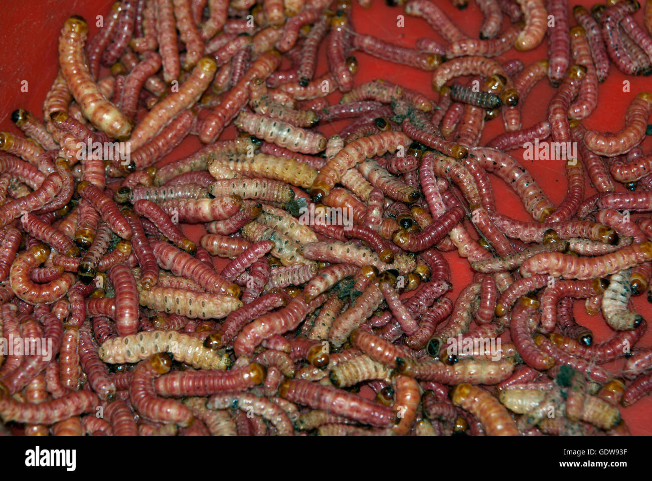 The image of Naga food worms in Kohima market, Nagaland, India Stock ...