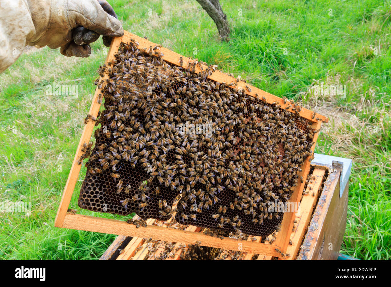 Open hive detail. Beekeeping, agriculture, rural life Stock Photo - Alamy