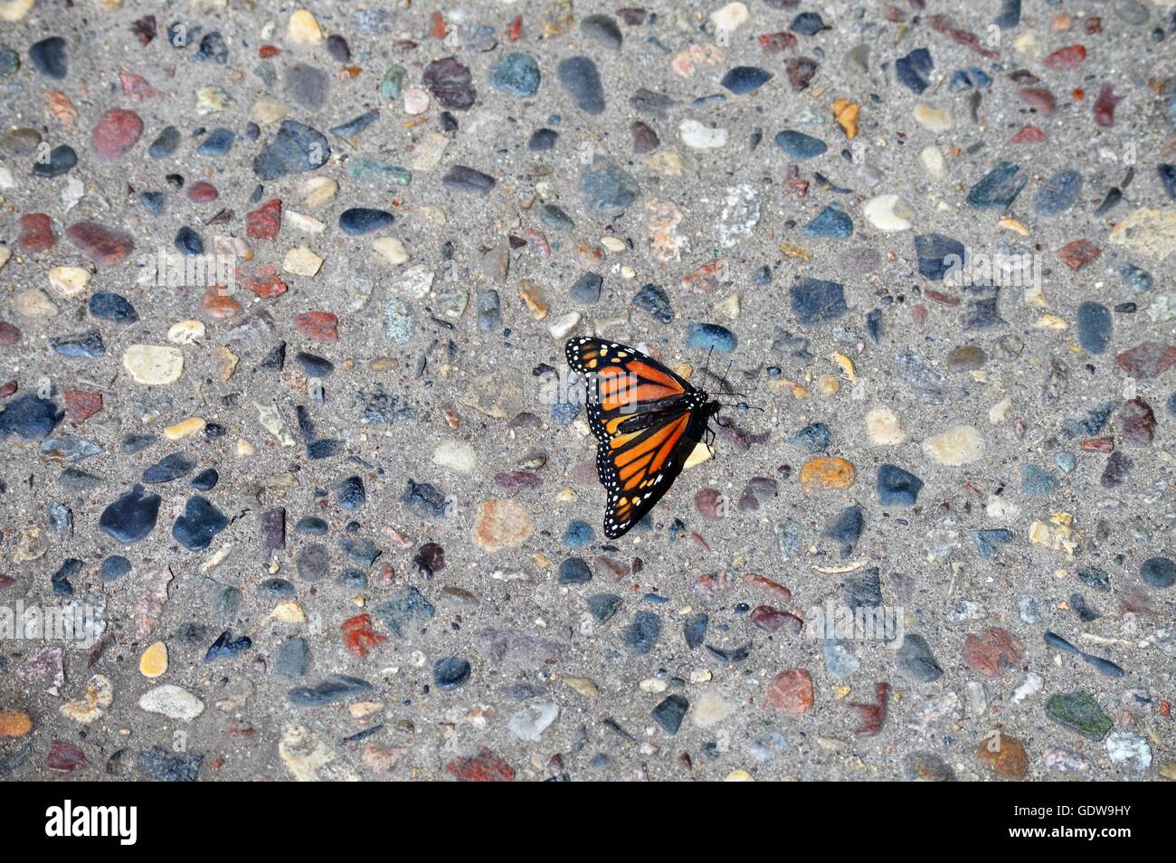 Monarch butterfly on the ground Stock Photo - Alamy