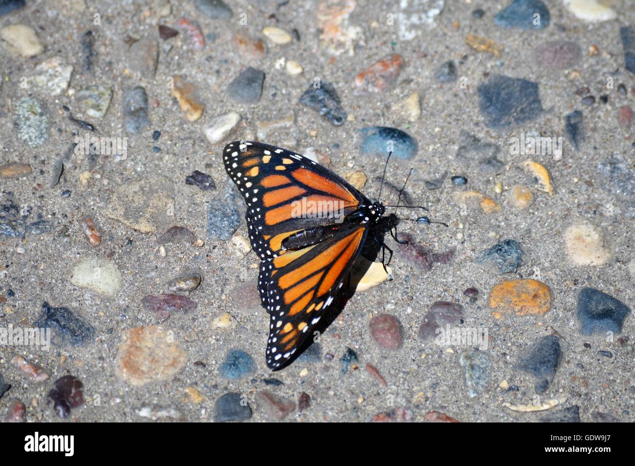 Monarch butterfly on the ground Stock Photo - Alamy