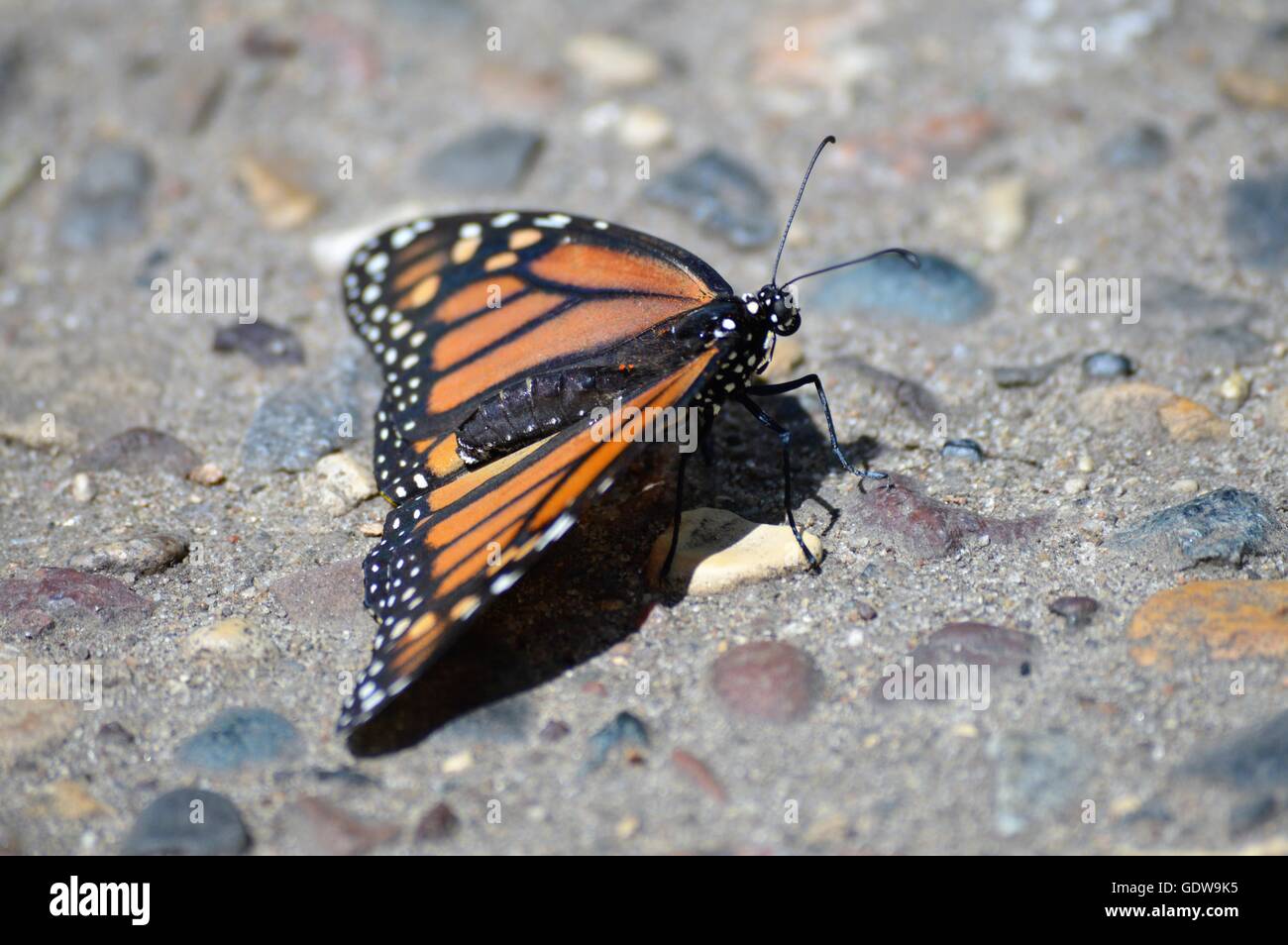 Monarch butterfly on the ground Stock Photo - Alamy