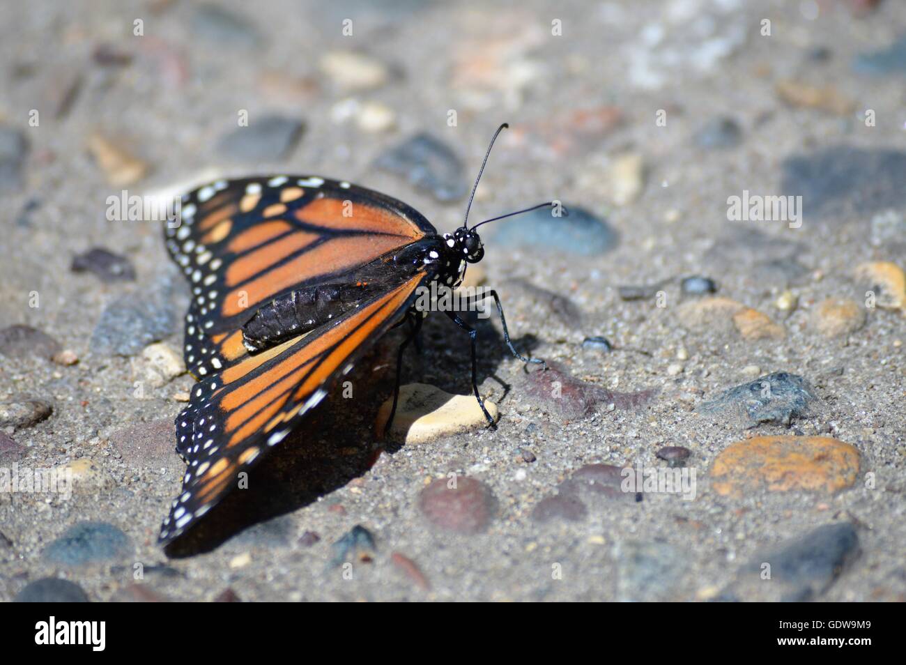 Monarch butterfly on the ground Stock Photo - Alamy