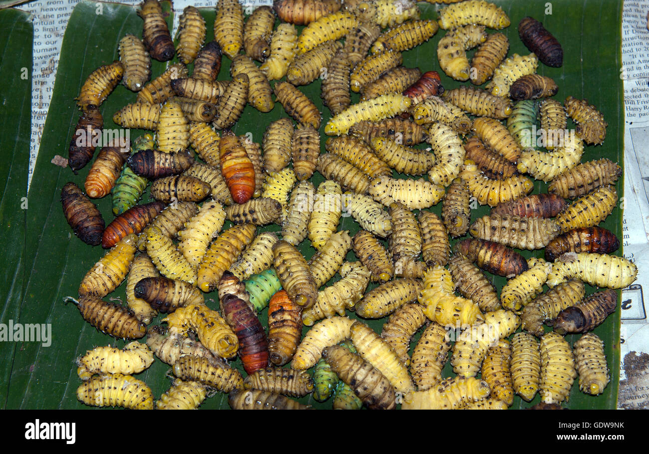 The image of Naga food worms in Kohima market, Nagaland, India Stock ...