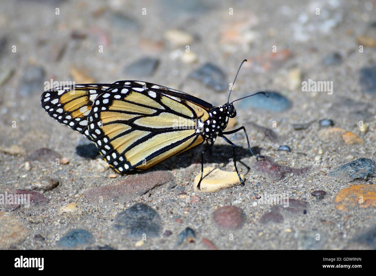 Monarch butterfly on the ground Stock Photo - Alamy