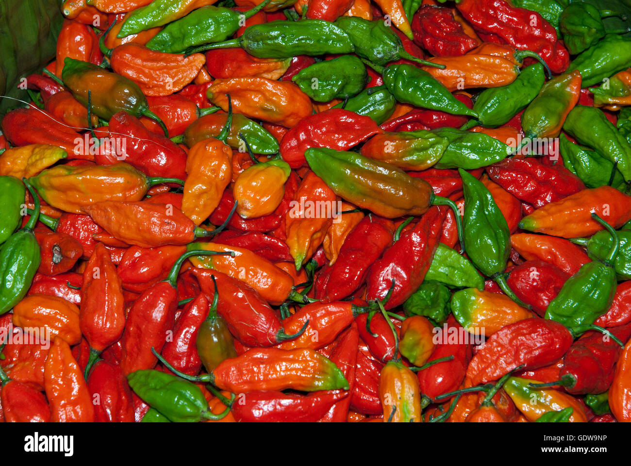 Naga Jolokia High Resolution Stock Photography and Images - Alamy