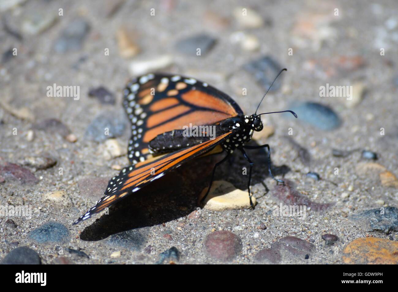 Monarch butterfly on the ground Stock Photo - Alamy