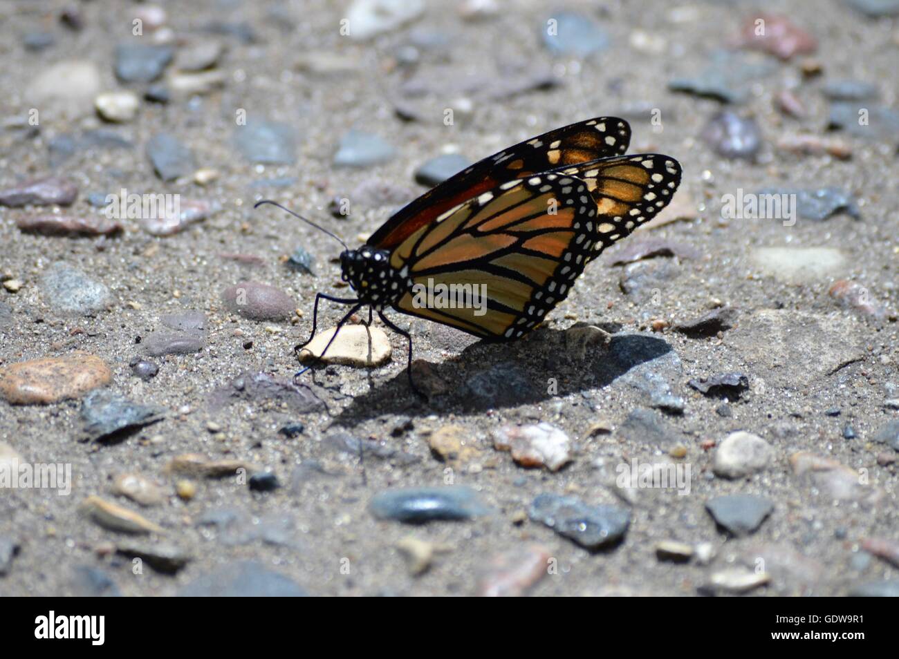 Monarch butterfly on the ground Stock Photo - Alamy