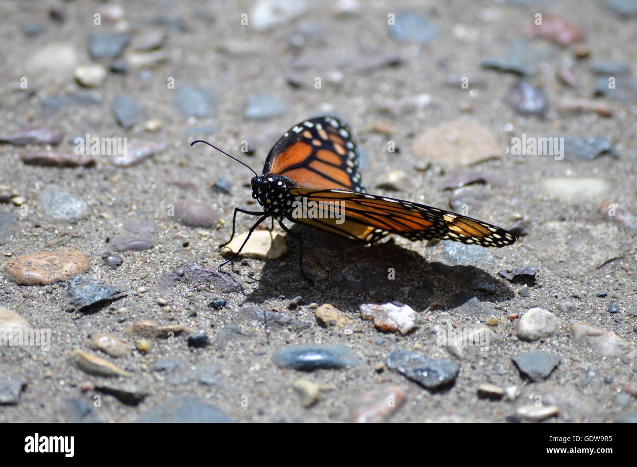 Monarch butterfly on the ground Stock Photo - Alamy