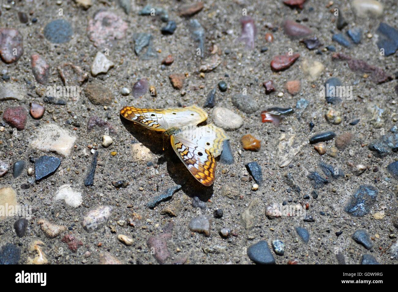 Ground butterfly hi-res stock photography and images - Alamy