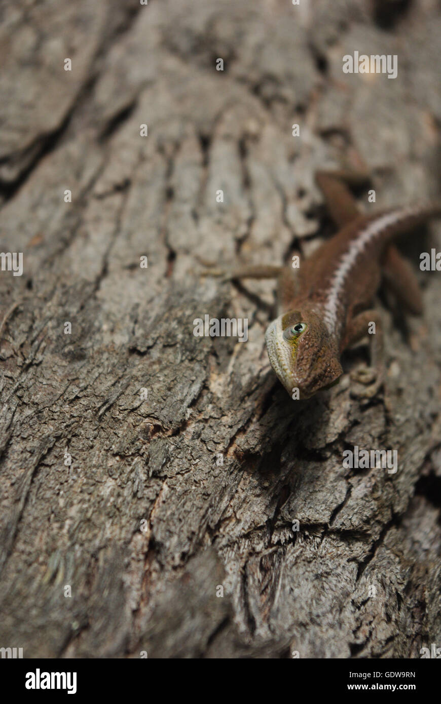 Anole on tree hi-res stock photography and images - Alamy
