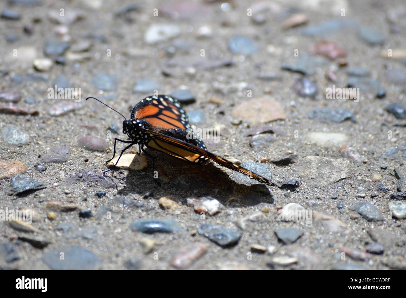 Monarch butterfly on the ground Stock Photo - Alamy