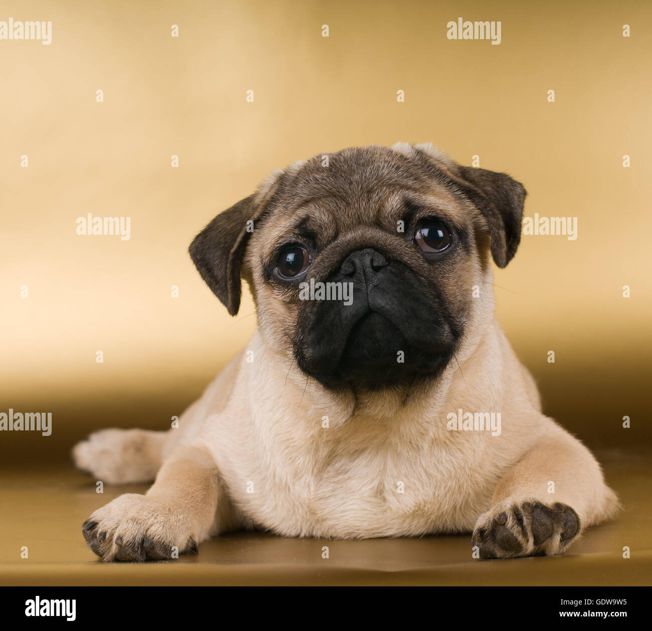 Pug lying with sad expression on golden background at studio Stock ...